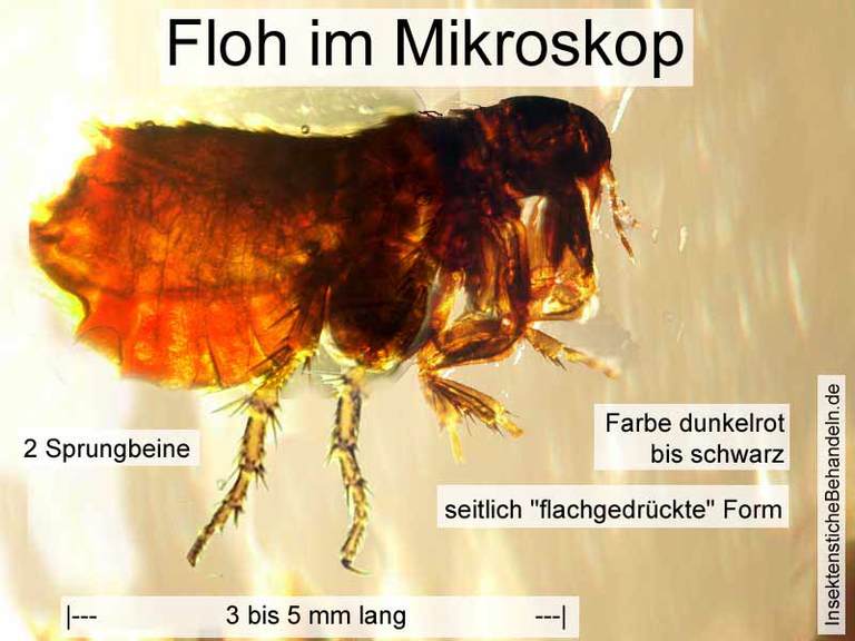 Flohbisse beim Menschen, was tun gegen Flöhe, Flohstiche erkennen